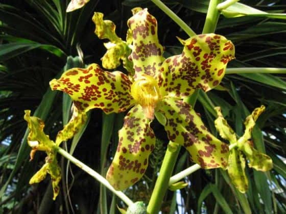 bunga anggrek tebu - HaloSehat